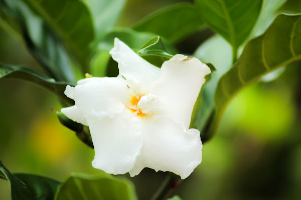 Arabian jasmine | Project Noah