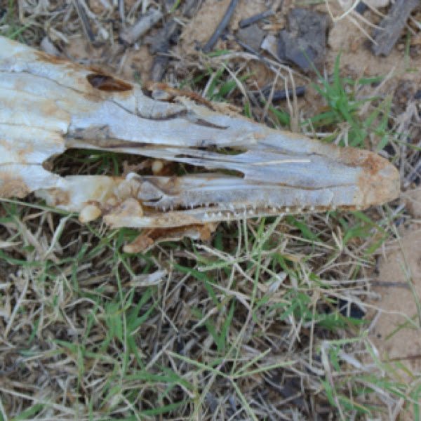 Gar Bones | Project Noah