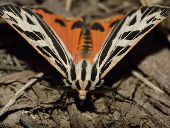 Phyllira tiger moth | Project Noah