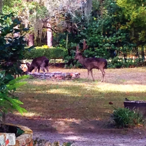 Fallow Deer | Project Noah