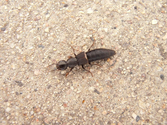 Devil's coach horse beetle | Project Noah