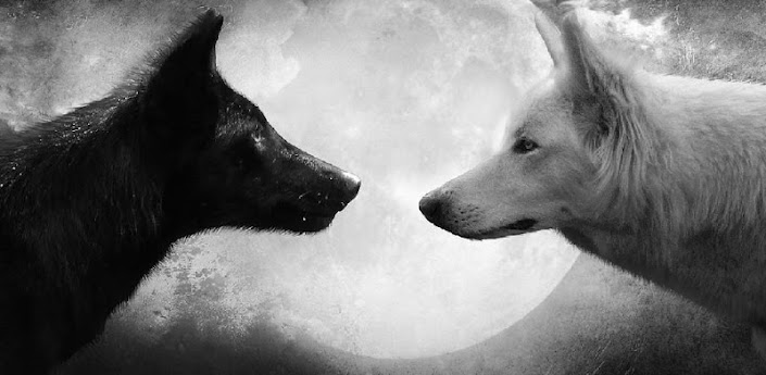 Wallpaper HD lobos salvajes - Imagui