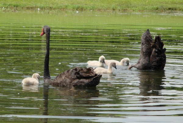 Black Swan | Project Noah