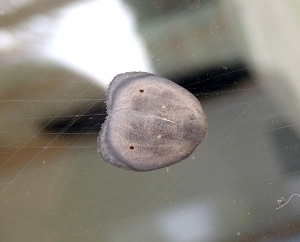 Arctiid moth | Project Noah