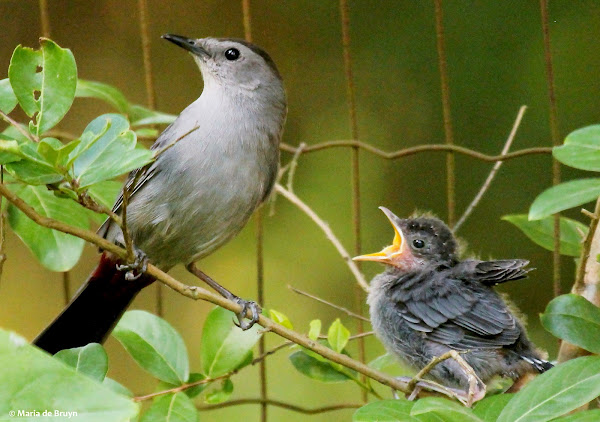 Gray catbird, parents tending fledgling | Project Noah