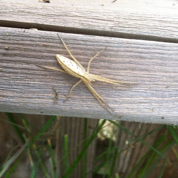 Slender crab spider | Project Noah