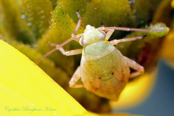 Plant Bug Nymph | Project Noah