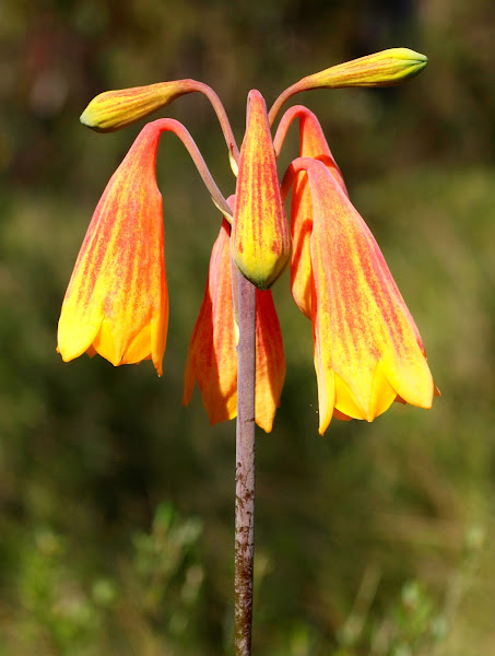 Christmas Bells | Project Noah