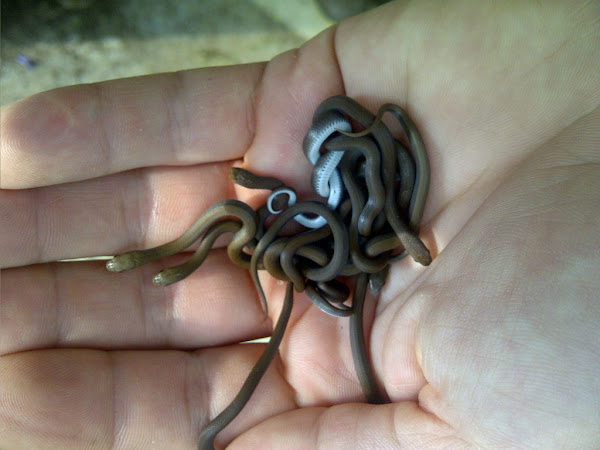 Common Slug-Eater | Project Noah