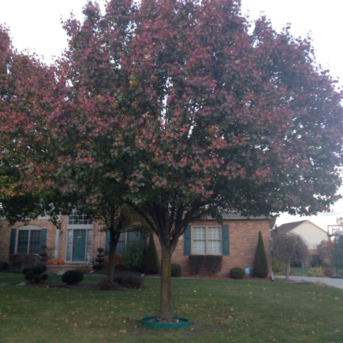 Cleveland pear tree | Project Noah