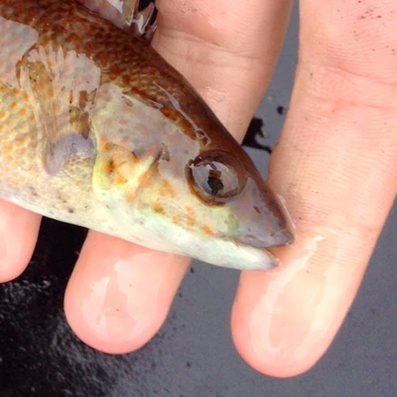 Cunner | Project Noah