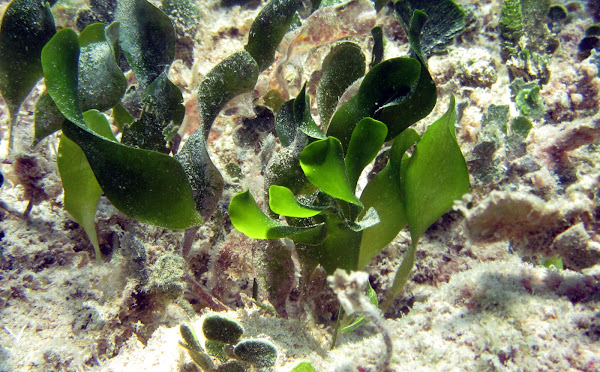 Oval Blade Alga | Project Noah