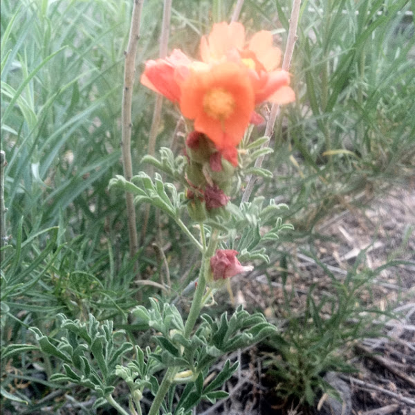 Copper Mallow | Project Noah