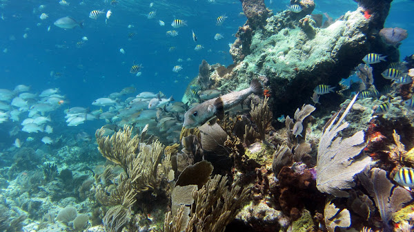 The coral reef | Project Noah