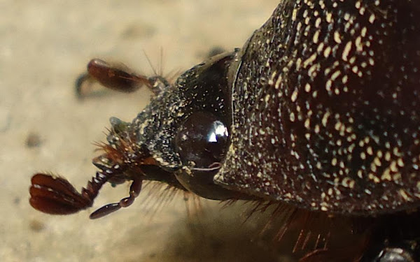 Cucarrón mierdero | Project Noah