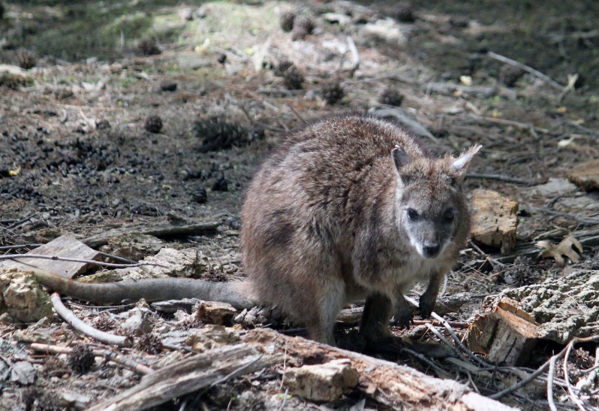 Parma Wallaby | Project Noah