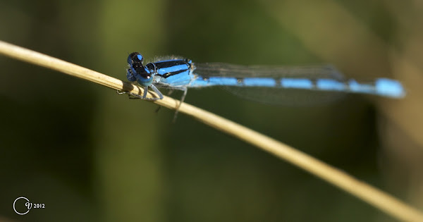 Vivid Dancer Damselfly | Project Noah
