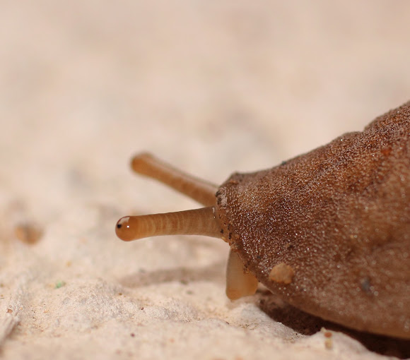 Brown Leather-back Slug | Project Noah