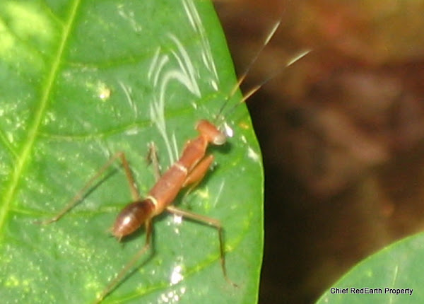 Ant Mantis | Project Noah