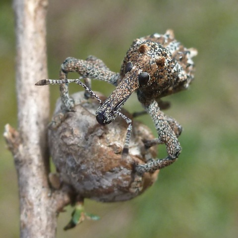 Elephant Weevil | Project Noah