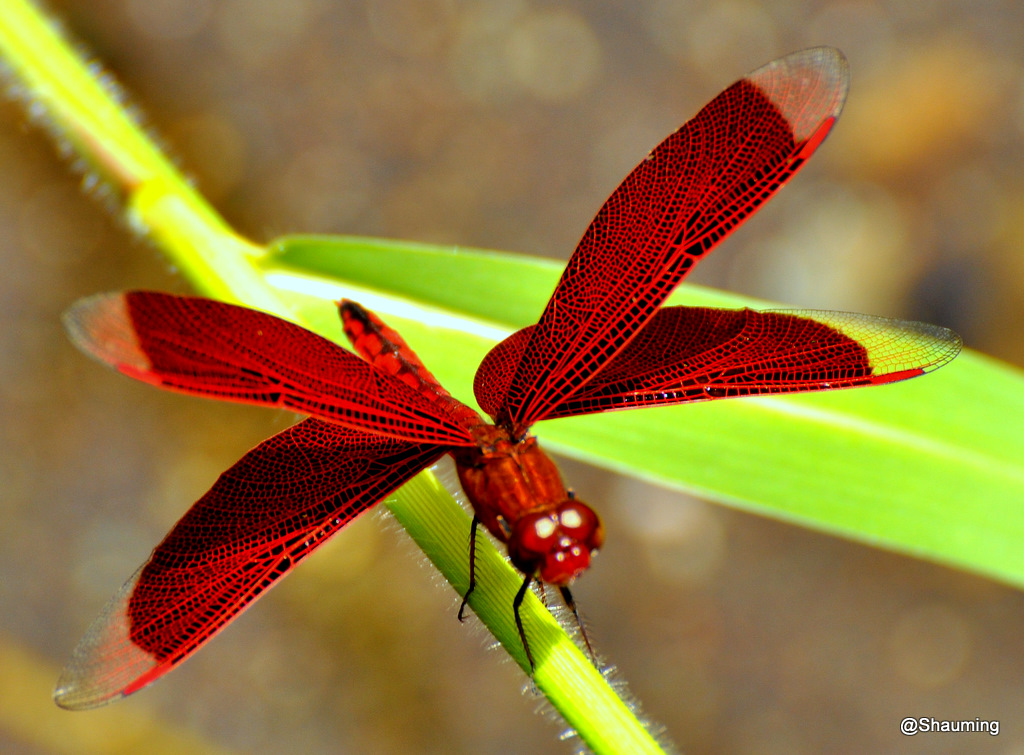 Dragonfly | Project Noah