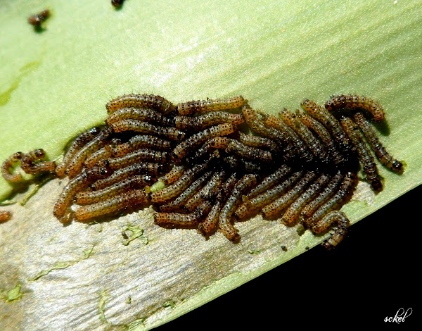 Convict Caterpillar | Project Noah