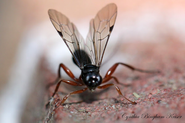 Ichneumon Wasp | Project Noah