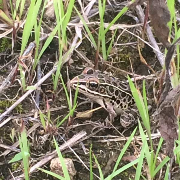 Northern leopard frog | Project Noah