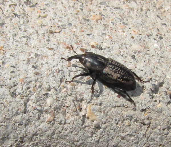 Rocky Mountain Billbug | Project Noah