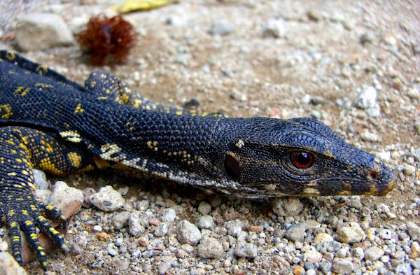 Asian water monitor lizard | Project Noah