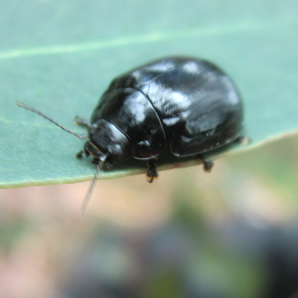 ?Paropsisterna morio | Project Noah