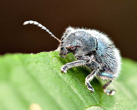 Leaf Beetle | Project Noah