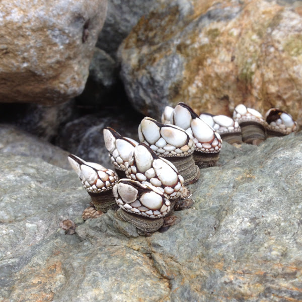 Gooseneck Barnacle | Project Noah