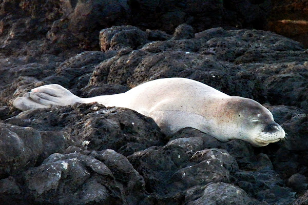 Hawaiian Monk Seal | Project Noah