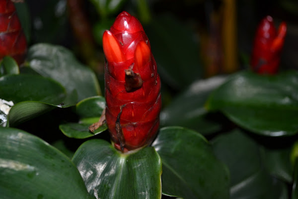 Costus woodsonii, Red Button Ginger. | Project Noah