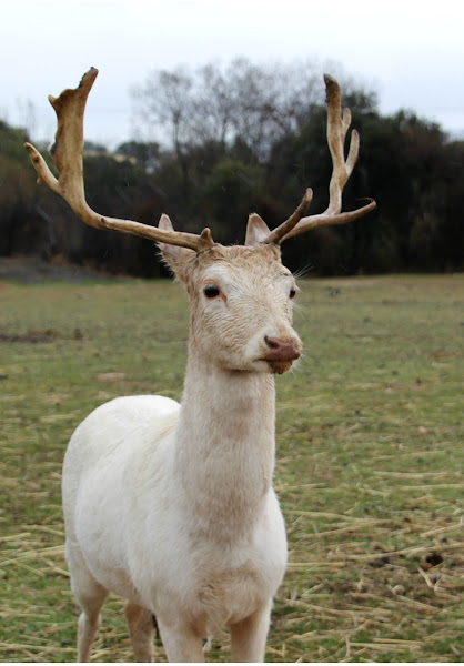 Fallow deer. | Project Noah