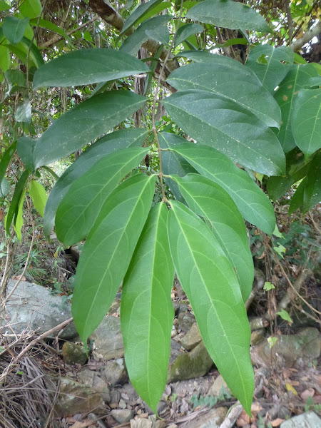 Helicopter Flower/Hiptage | Project Noah