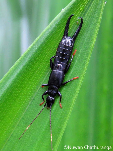 Earwig | Project Noah