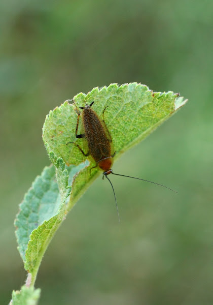 Forest Cockroach | Project Noah