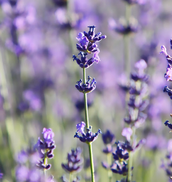 common lavender, true lavender or narrow-leaved lavender | Project Noah