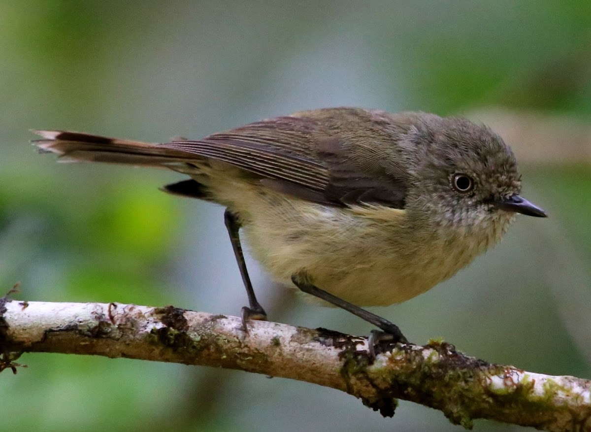 Mountain Thornbill | Project Noah