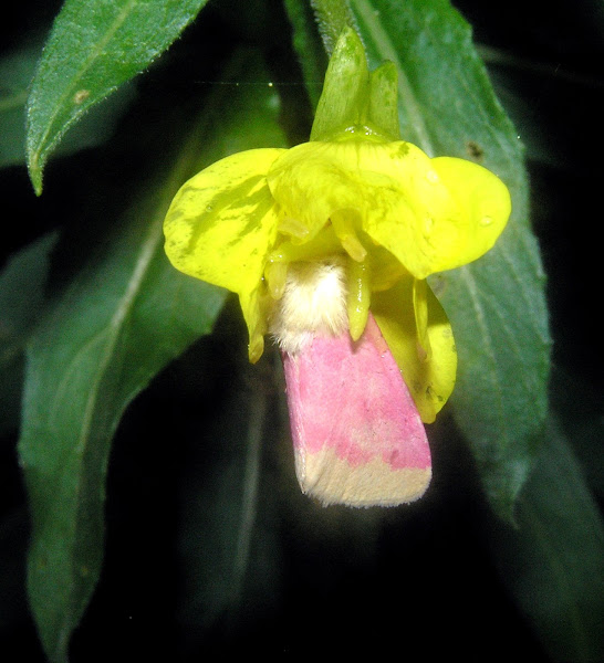 Primrose Moth | Project Noah