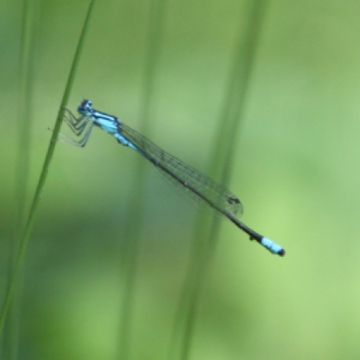 Blue Fronted Dancer Damselfly | Project Noah