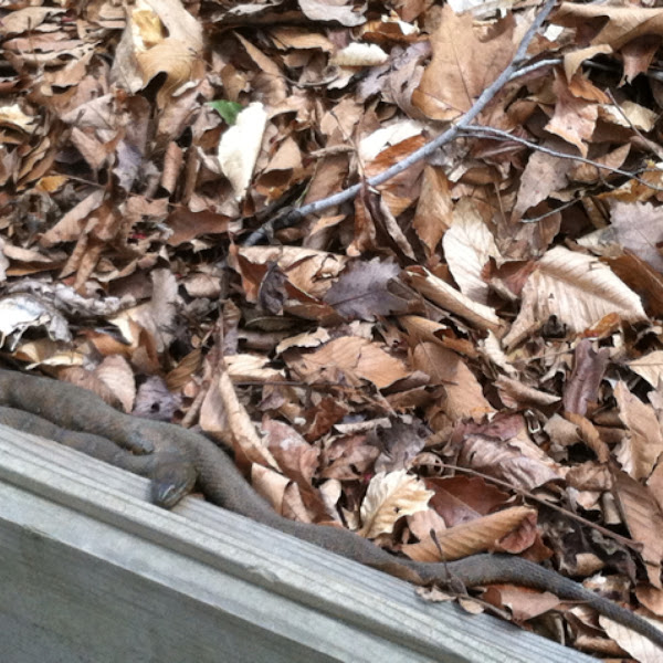 Eastern Water Snake | Project Noah