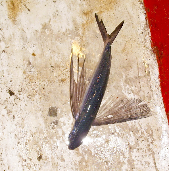 Flying Fish | Project Noah