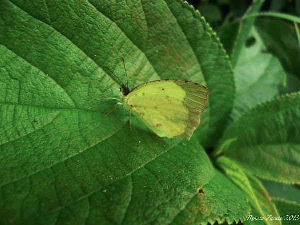 Pierid Butterfly | Project Noah