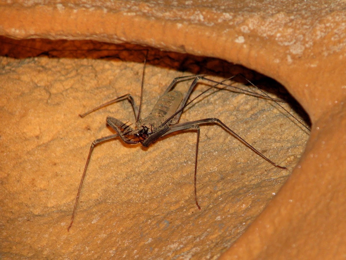 Whip spider | Project Noah