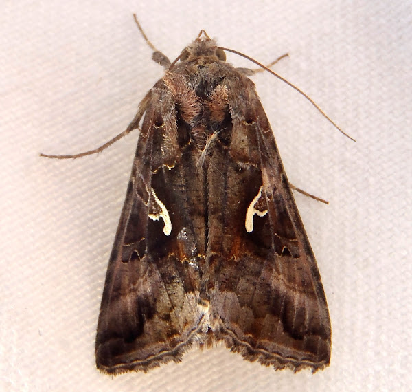 Polilla Plusia, Moth Silver Y | Project Noah