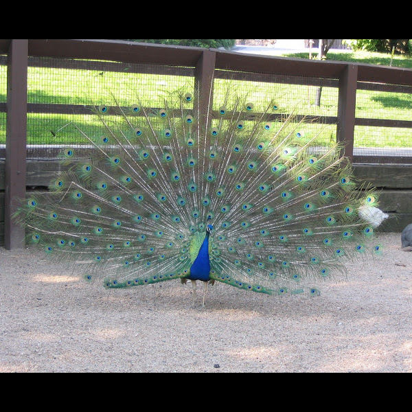 Peacock (Peafowl) | Project Noah