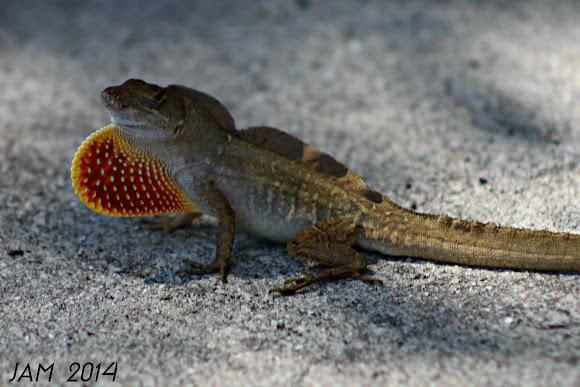 Brown Anole | Project Noah